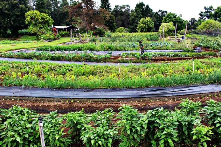 O'o Farm in Maui, Hawaii | Emily Gough