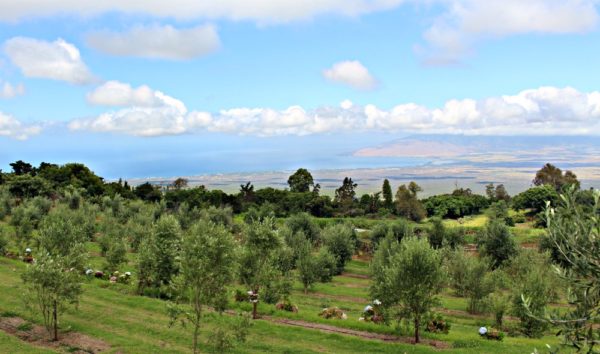 O'o Farm in Maui, Hawaii | Emily Gough